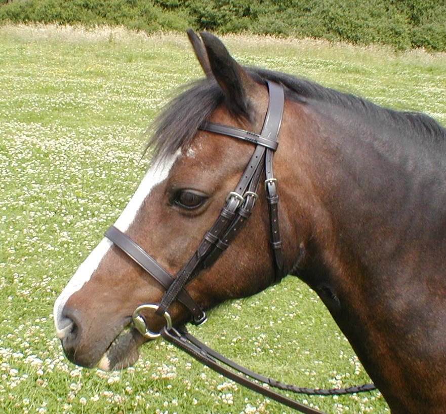 Best Plain Snaffle Bridle: Small Pony Havana