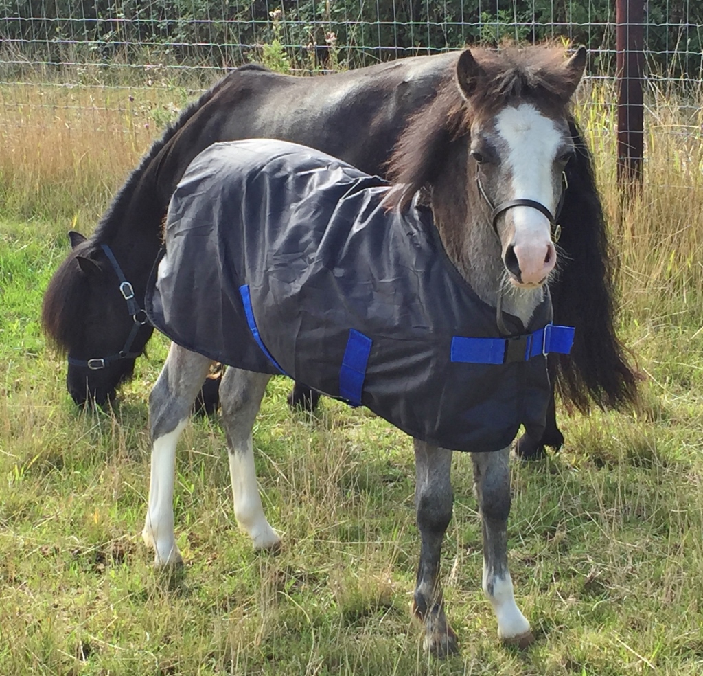 Dinky Classic Foal Turnout Rug